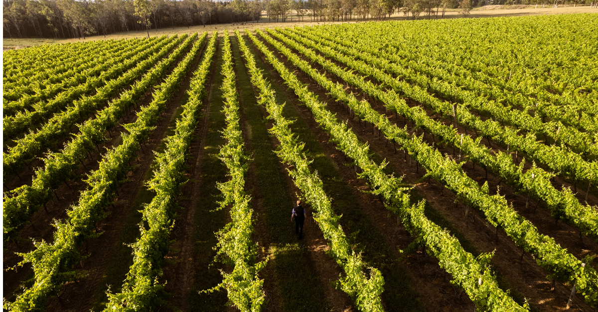 Vineyard Update, October 2025 – Sweetwater Estate